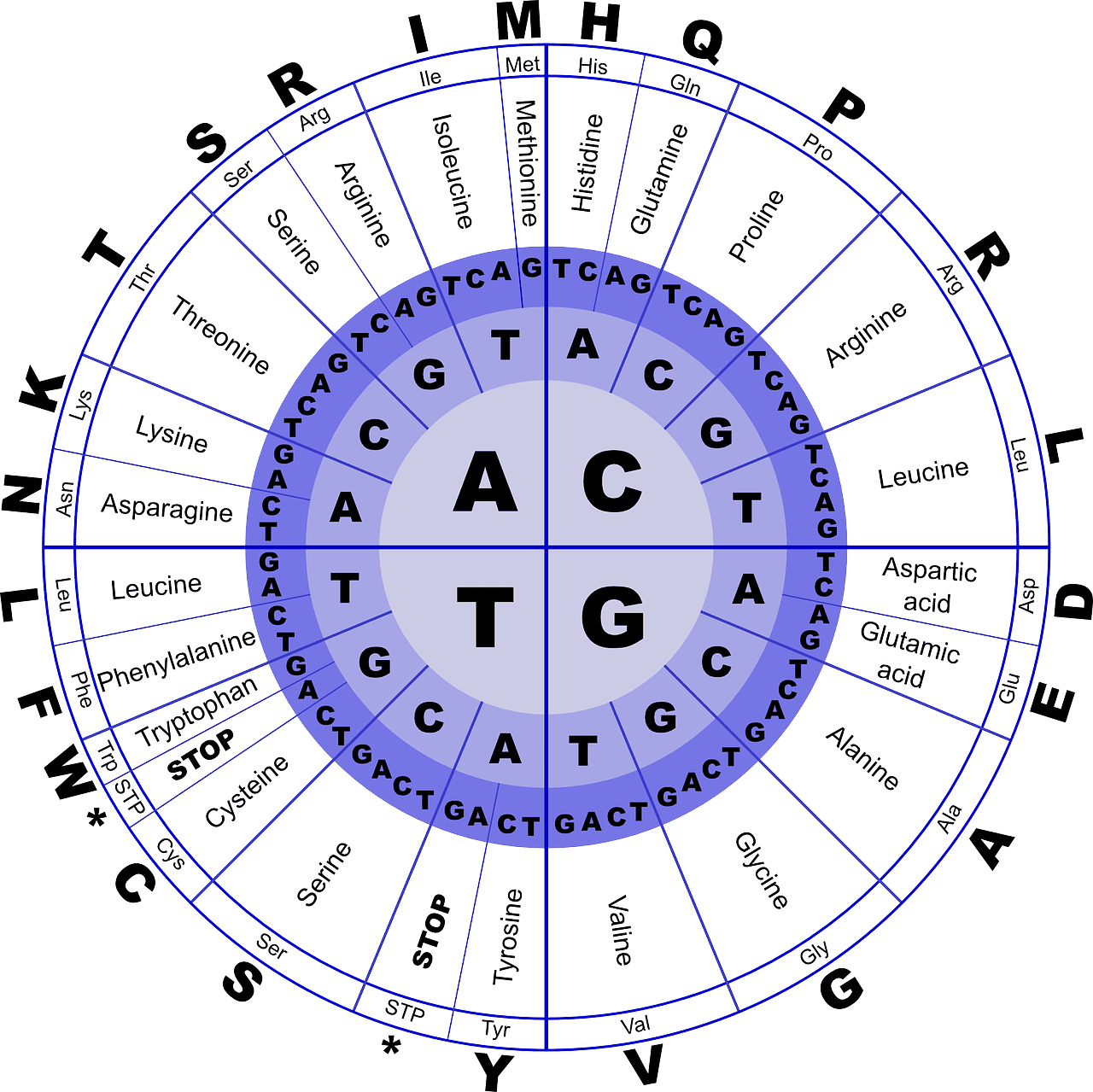 Der genetische Code - Diabetesade